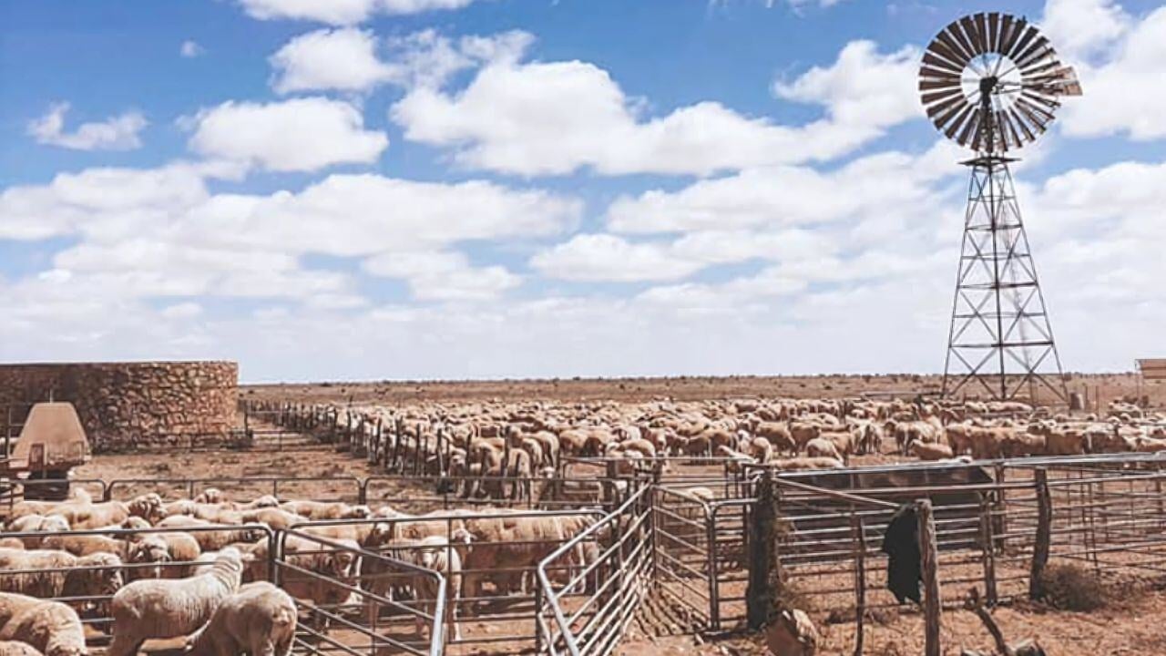 Australia’s biggest sheep station sold in massive deal-UK buyers make bold move